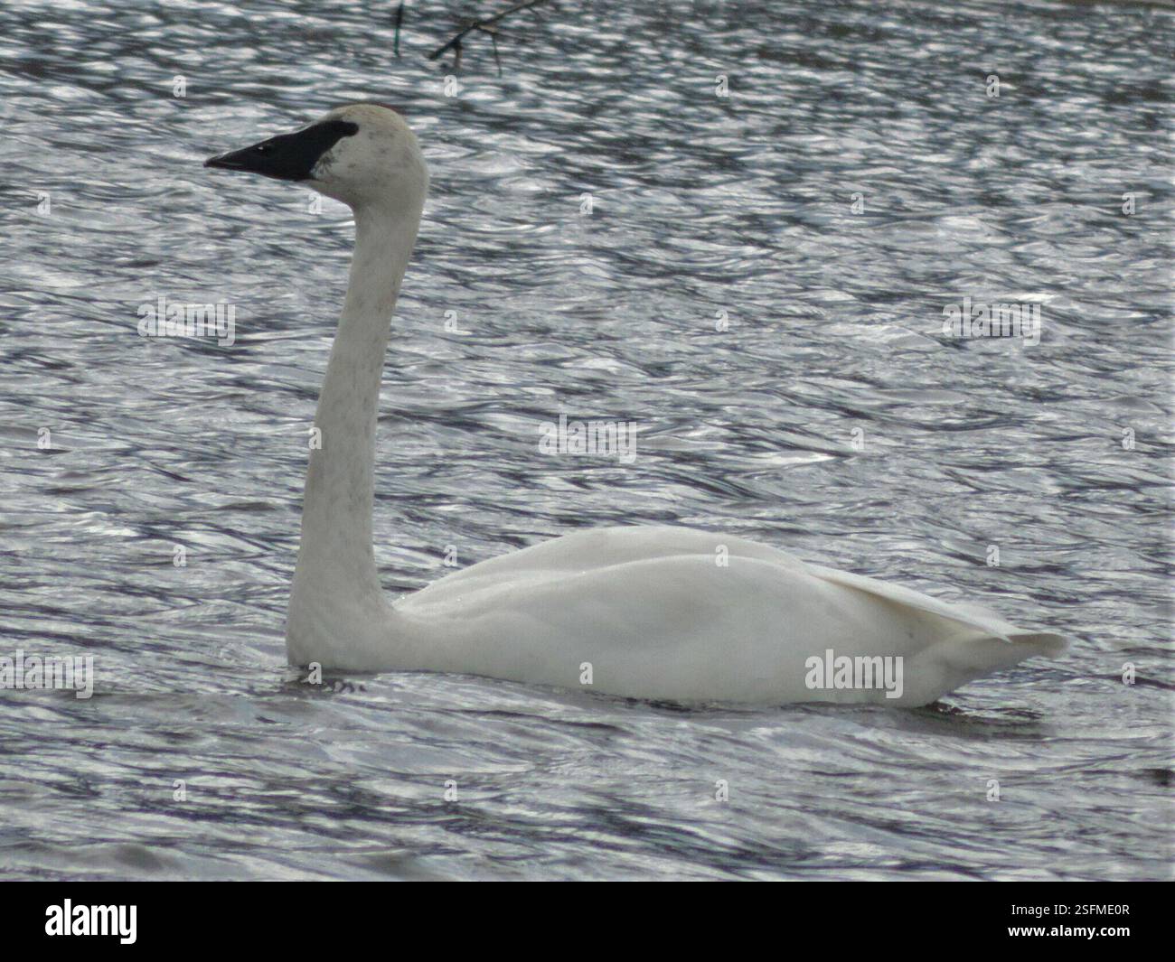 Trumpeter Swan (Cygnus buccinator), Aves, Okanagan-Similkameen, BC ...