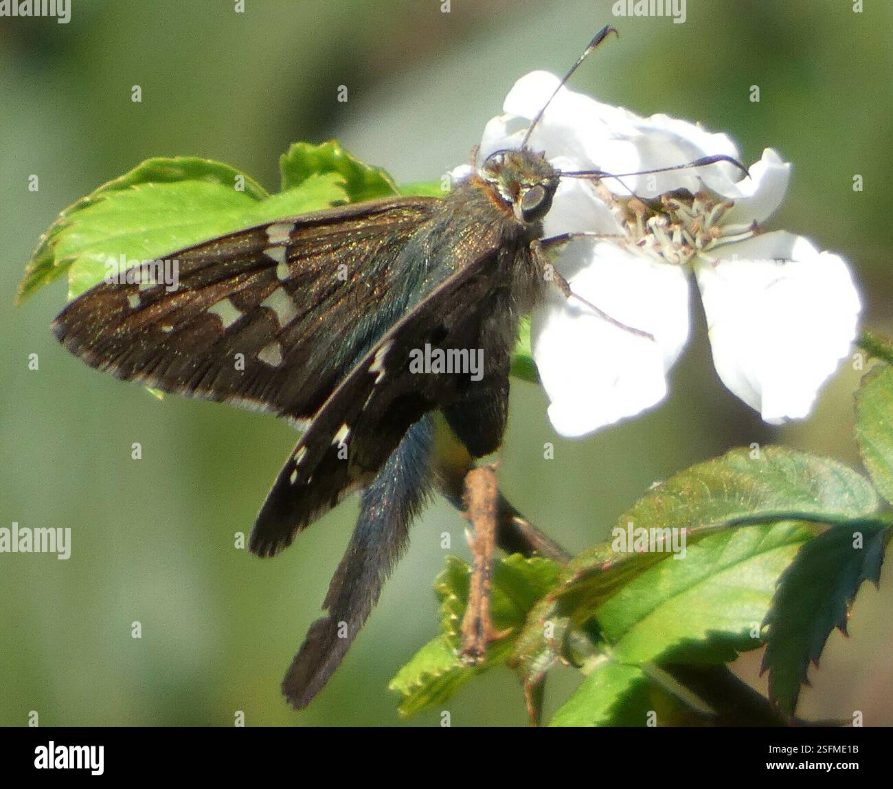 Long-tailed Skipper (Urbanus proteus), Insecta, River Rd. Preserve ...