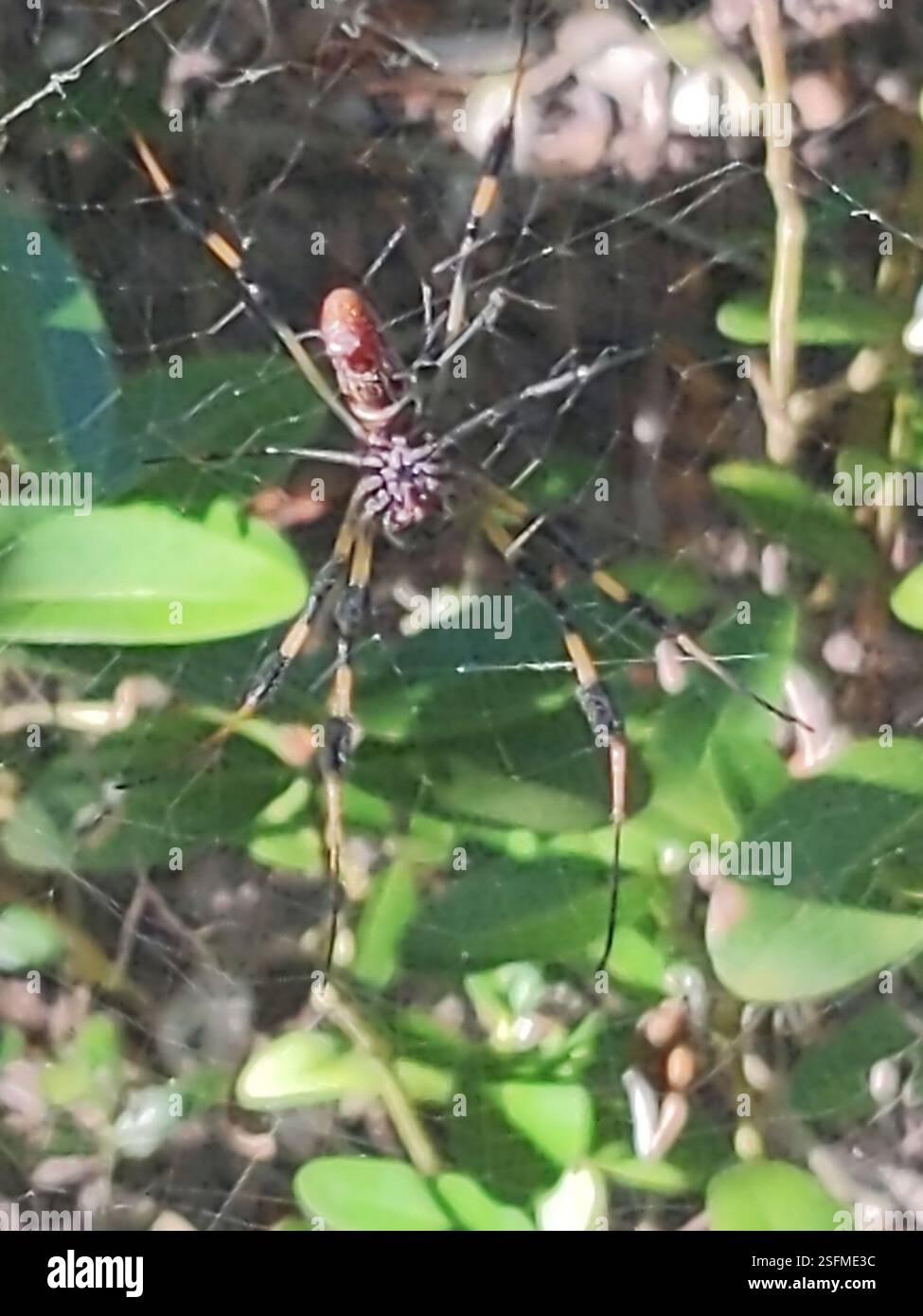 Golden Silk Spider (Trichonephila clavipes), Arachnida, Miami-Dade ...