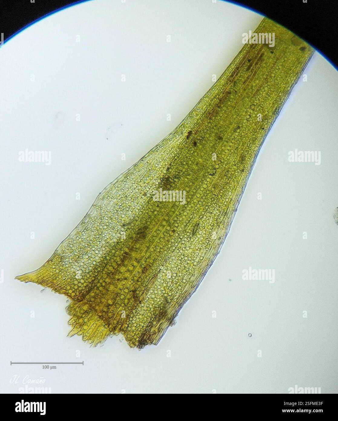 Silky Forklet-moss (Dicranella heteromalla), Plantae, Ourense, España ...