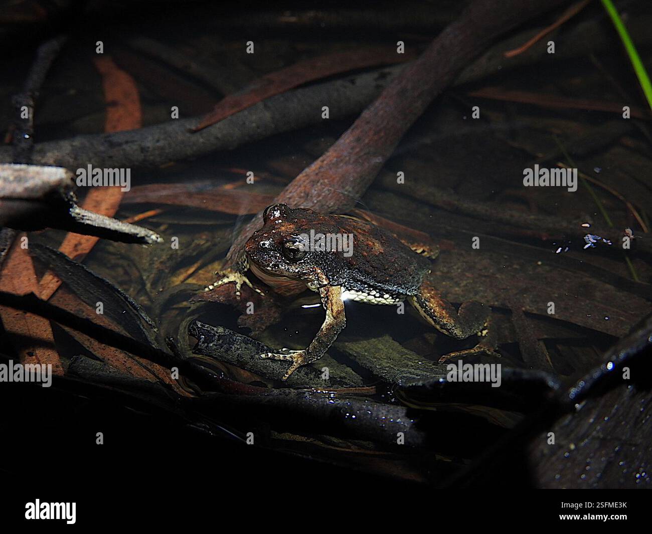 Common Eastern Froglet (Crinia signifera), Amphibia, Hobart TAS ...