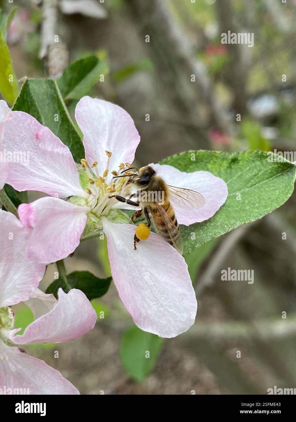 Western Honey Bee (Apis mellifera), Insecta, Emily's Dr, East Dublin ...