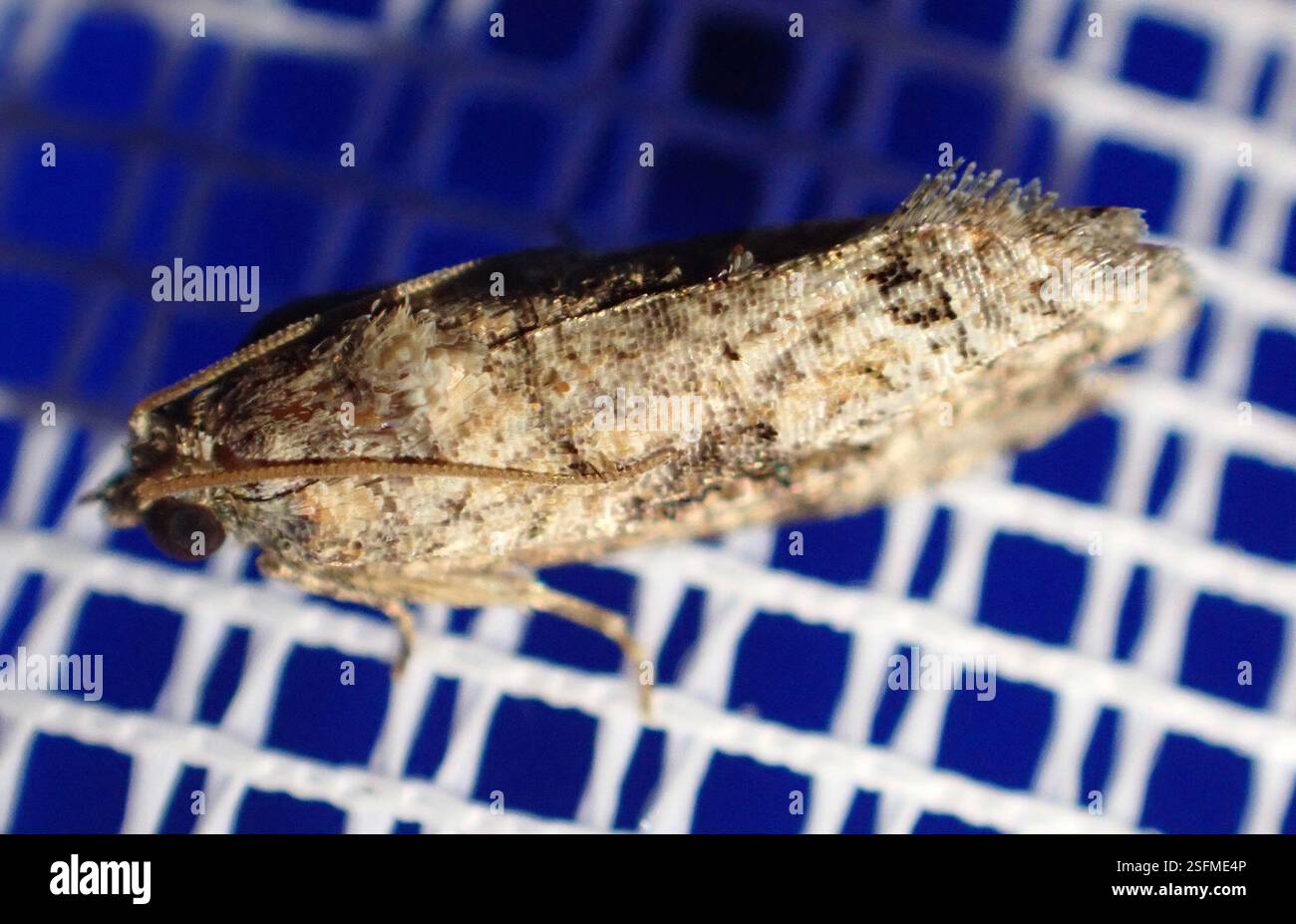 False Codling Moth (Thaumatotibia leucotreta), Insecta, Santo Antão ...