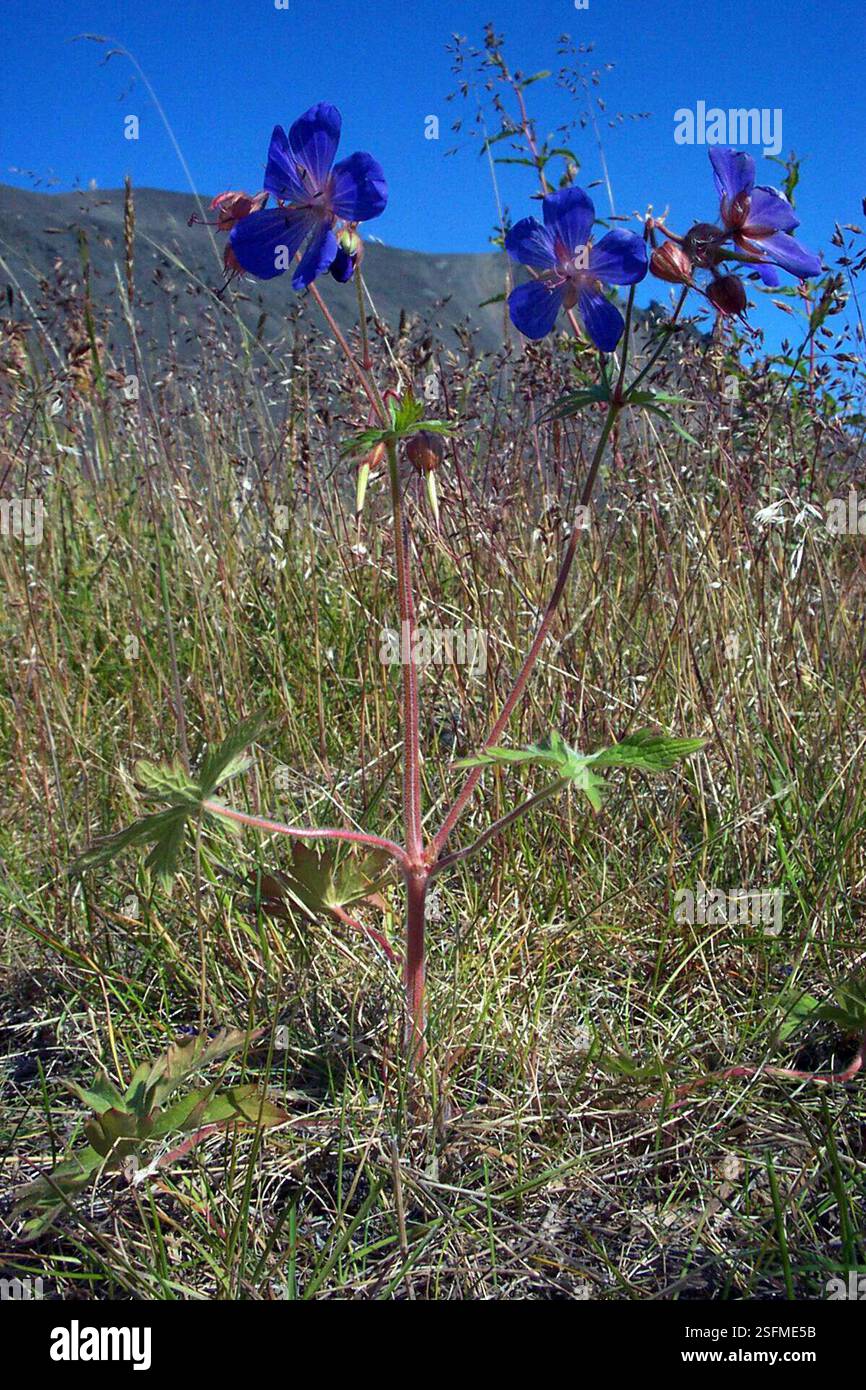 woolly cranesbill (Geranium erianthum), Plantae, Провиденский р-н ...
