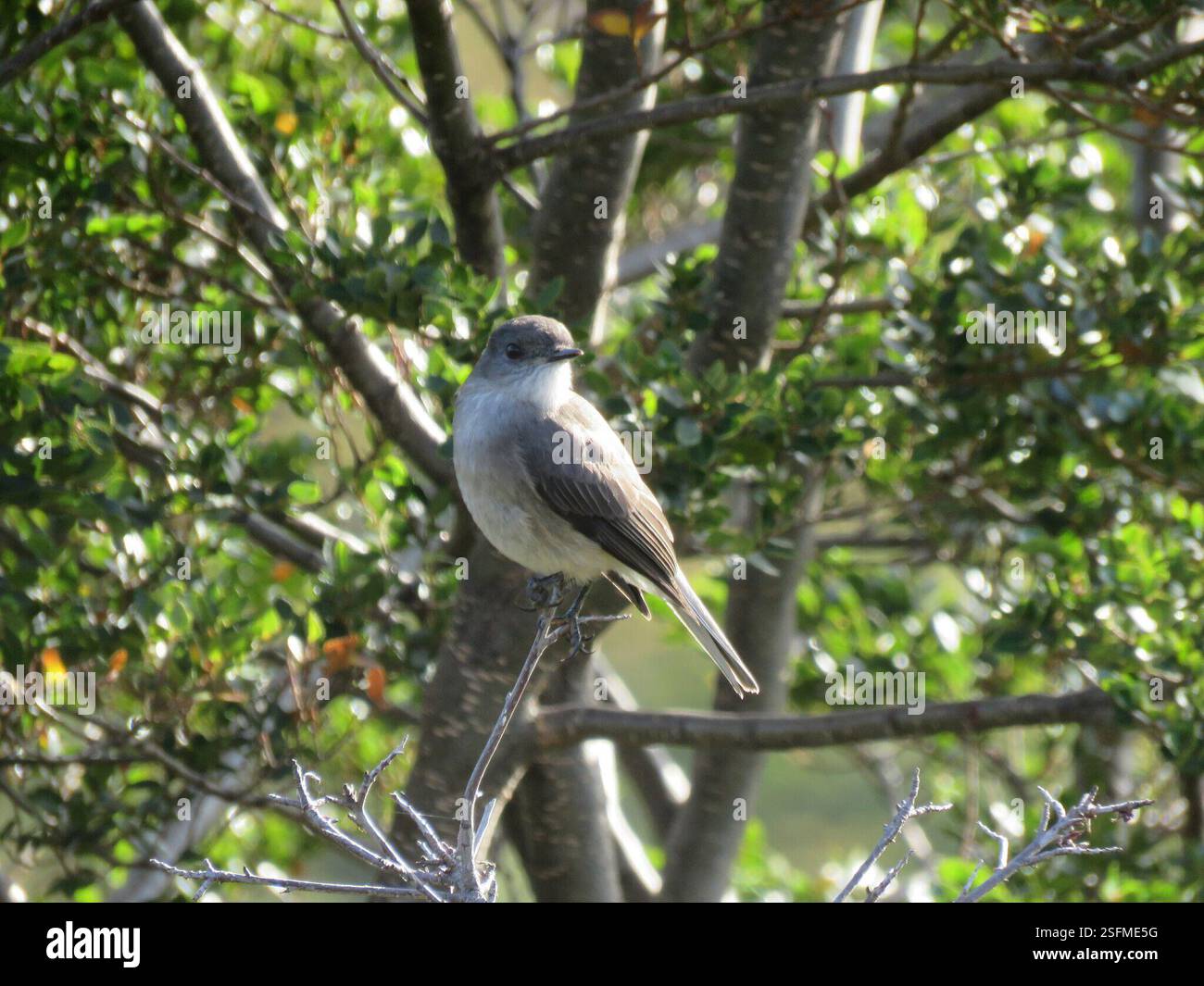 Fire-eyed Diucon (Pyrope pyrope), Aves, Ushuaia, Tierra del Fuego ...