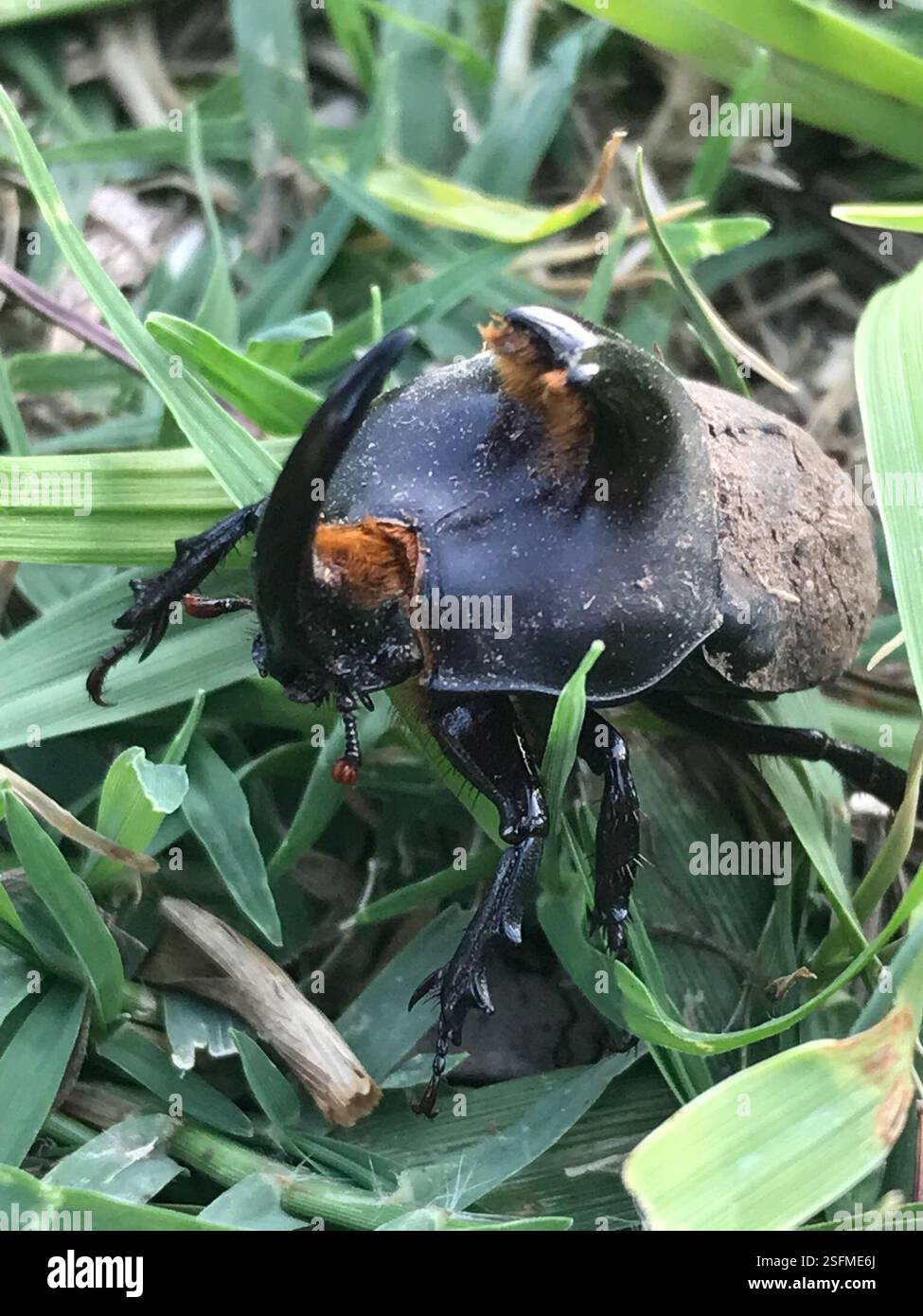 (Diloboderus abderus), Insecta, Parque Hipólito Yrigoyen, Rosario, Santa Fe, AR Stock Photo - Alamy