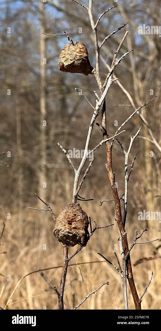 Chinese Mantis (Tenodera sinensis), Insecta, Quiet Waters Park ...