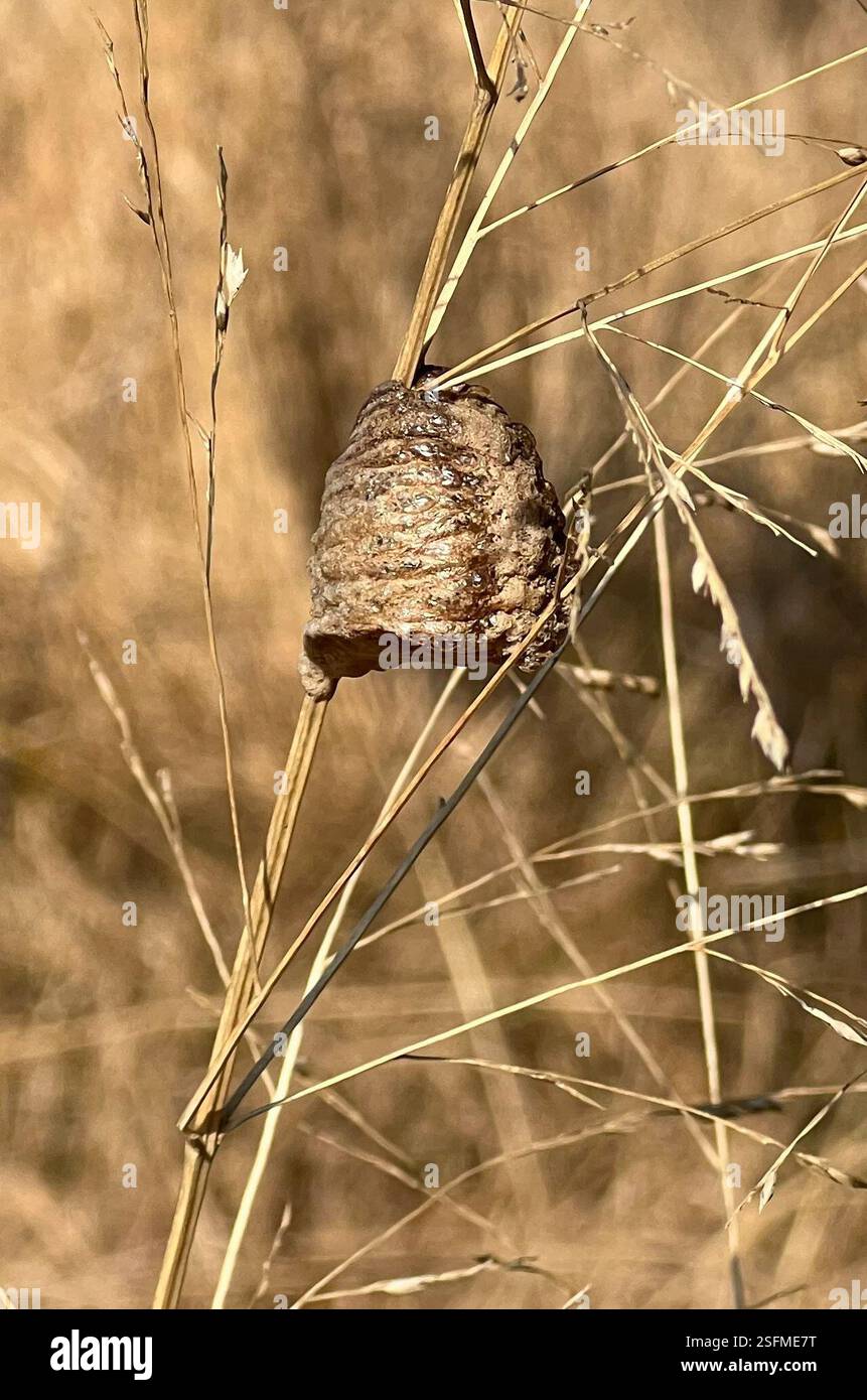 Chinese Mantis (Tenodera sinensis), Insecta, Quiet Waters Park ...