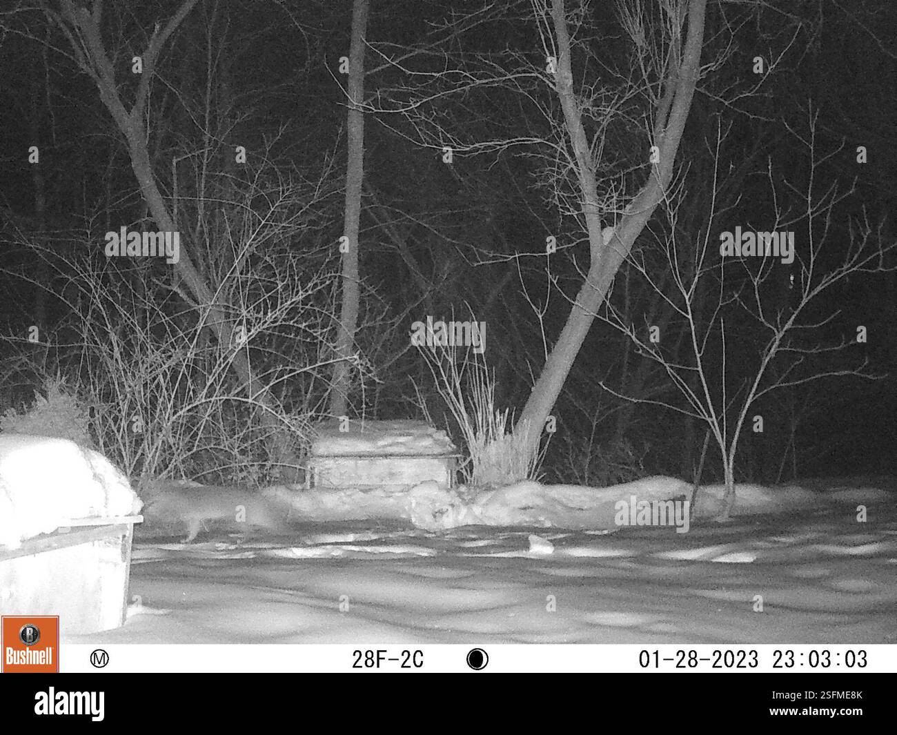 Gray Fox (Urocyon cinereoargenteus), Mammalia, Woodstock, VT, USA Stock ...
