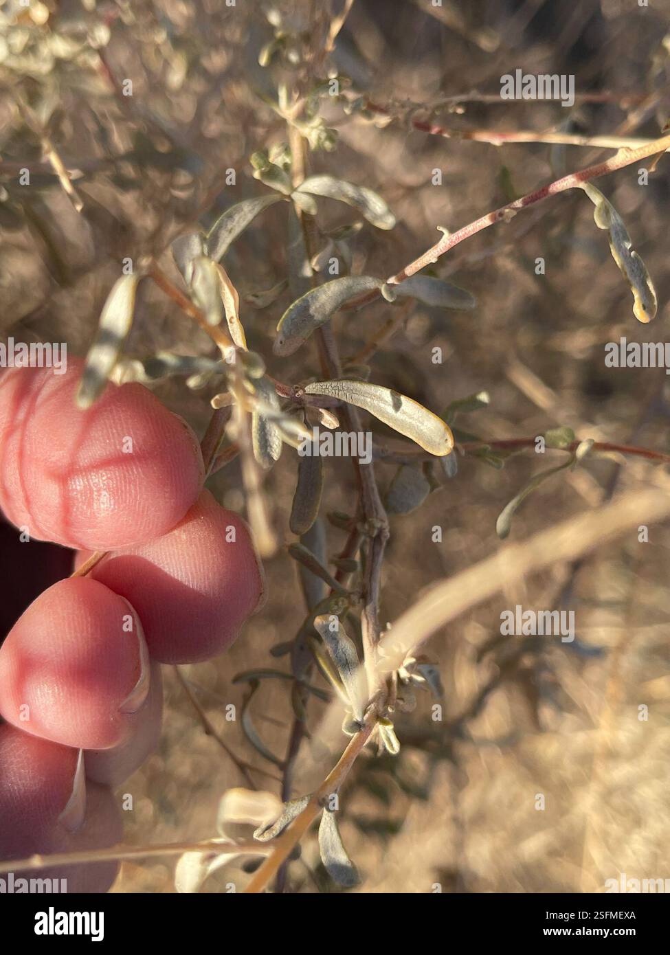 caleb saltbush (Atriplex canescens laciniata), Plantae, Borrego Springs ...