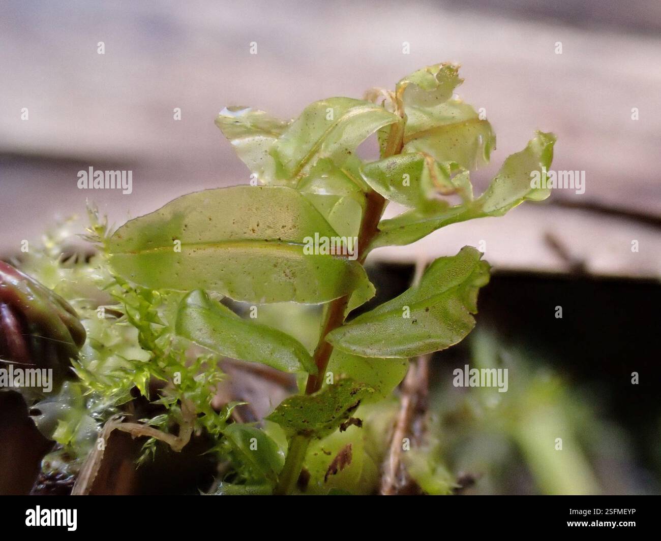 Palm-tree Moss (Plagiomnium undulatum), Plantae, Lexmond, Utrecht, NL ...