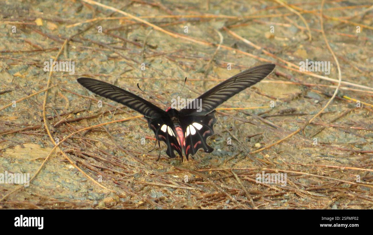 Common Rose Swallowtail (Pachliopta aristolochiae), Insecta, Hat Kham ...