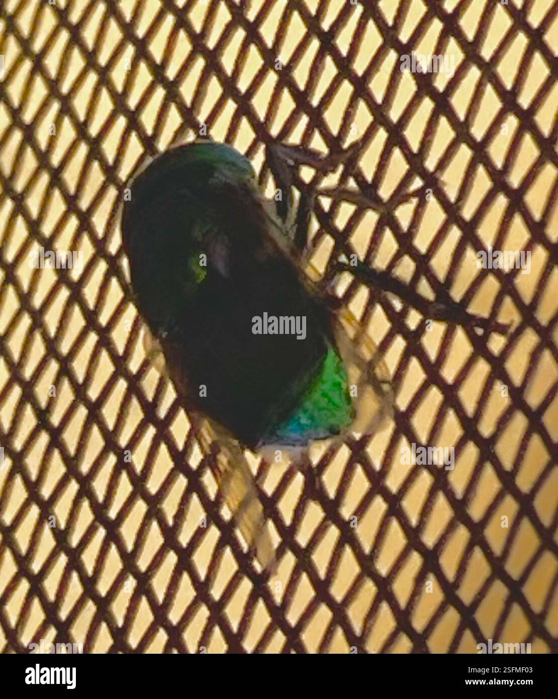 Green Jewel Fly (Ornidia obesa), Insecta, Florida, US Stock Photo - Alamy
