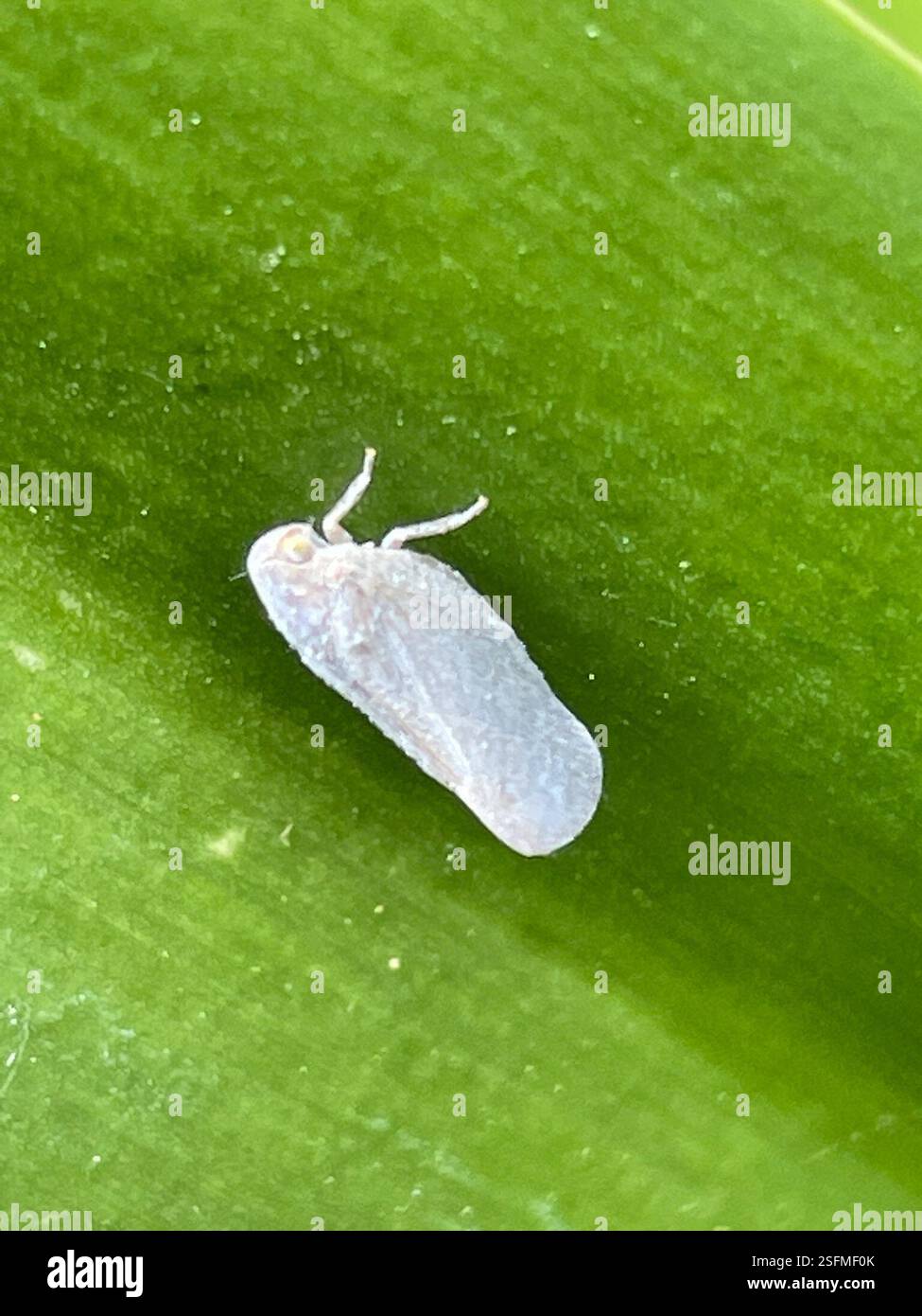 Grey planthopper (Anzora unicolor), Insecta Stock Photo - Alamy
