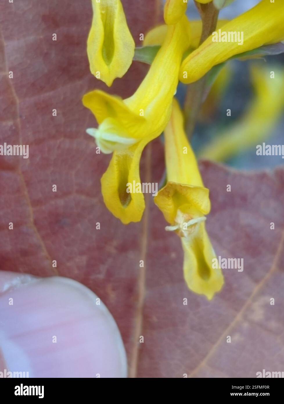 golden corydalis (Corydalis aurea), Plantae, Catron County, US-NM, US ...