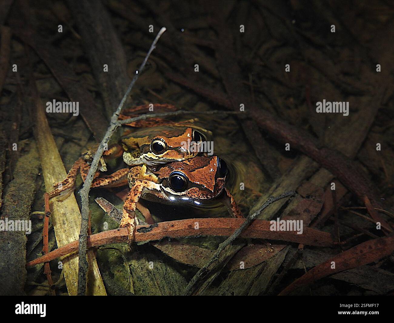 Brown Tree Frog (Litoria ewingii), Amphibia, Hobart TAS, Australia ...