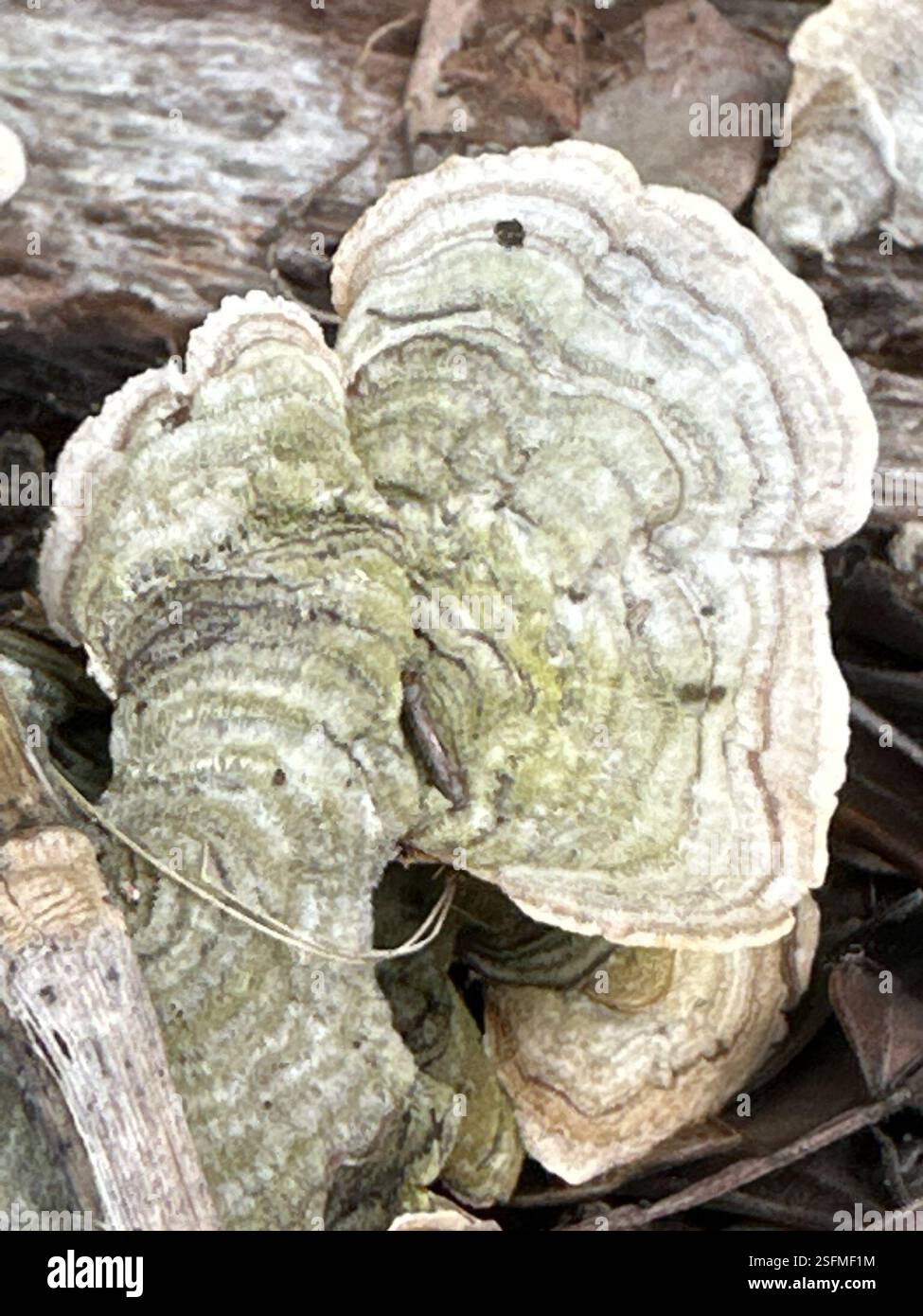 (Stereum fasciatum), Fungi, Taft, TX, US Stock Photo - Alamy