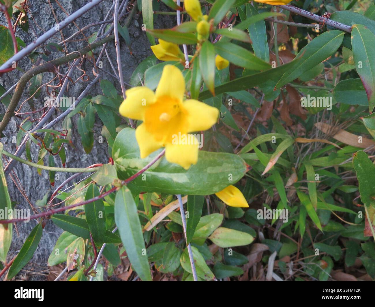 yellow jessamine (Gelsemium sempervirens), Plantae, Windsor Forest ...