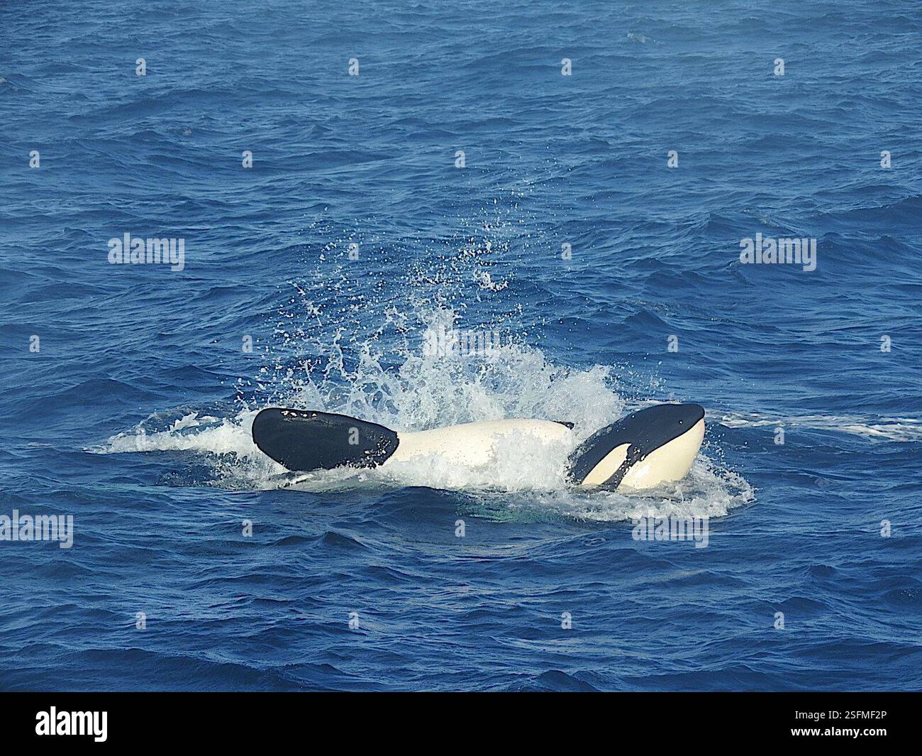Orca (Orcinus orca), Mammalia, Bremer Bay WA 6338, Australia Stock ...