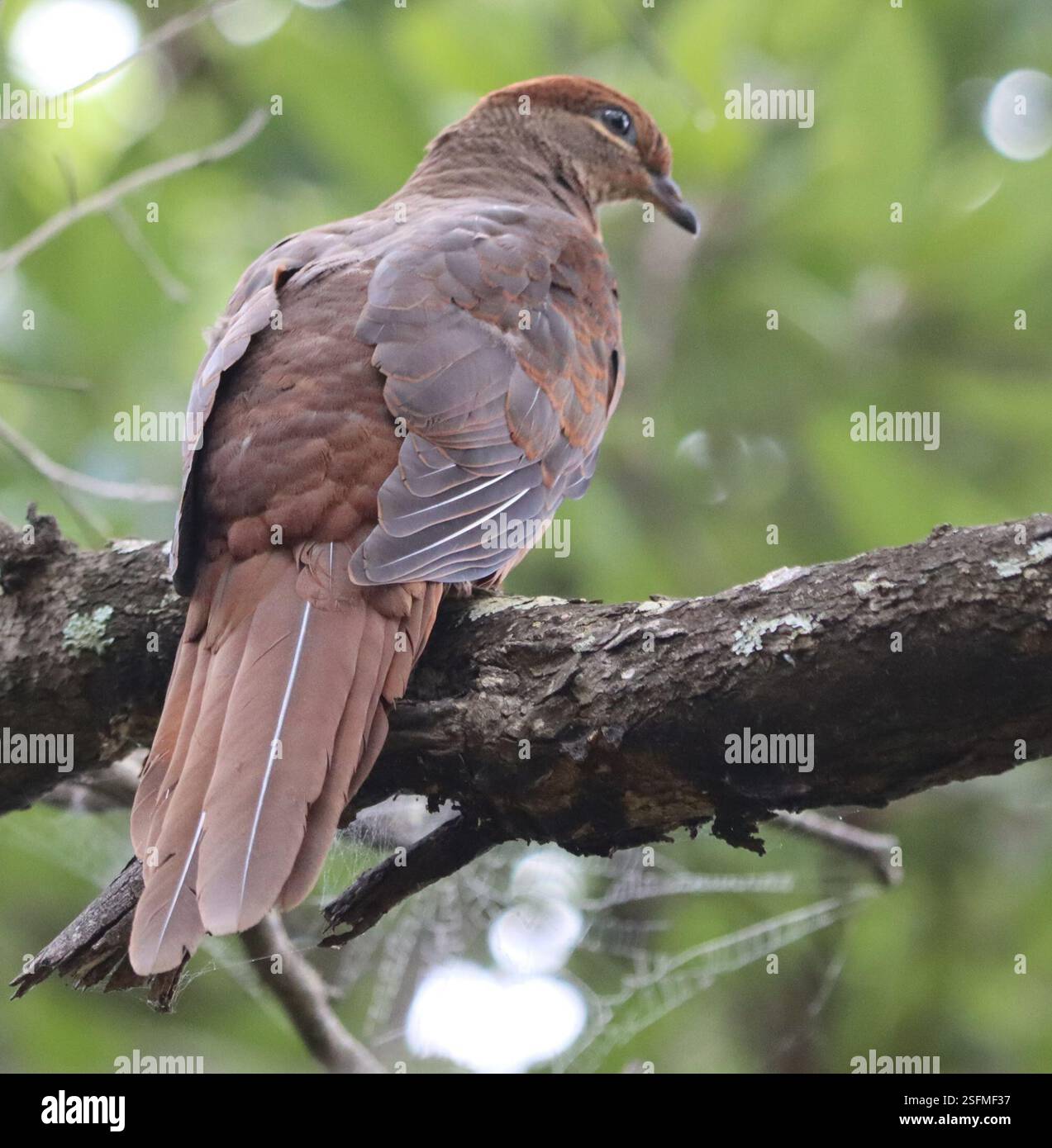 Brown Cuckoo-Dove (Macropygia phasianella), Aves, Lilyvale NSW 2508 ...