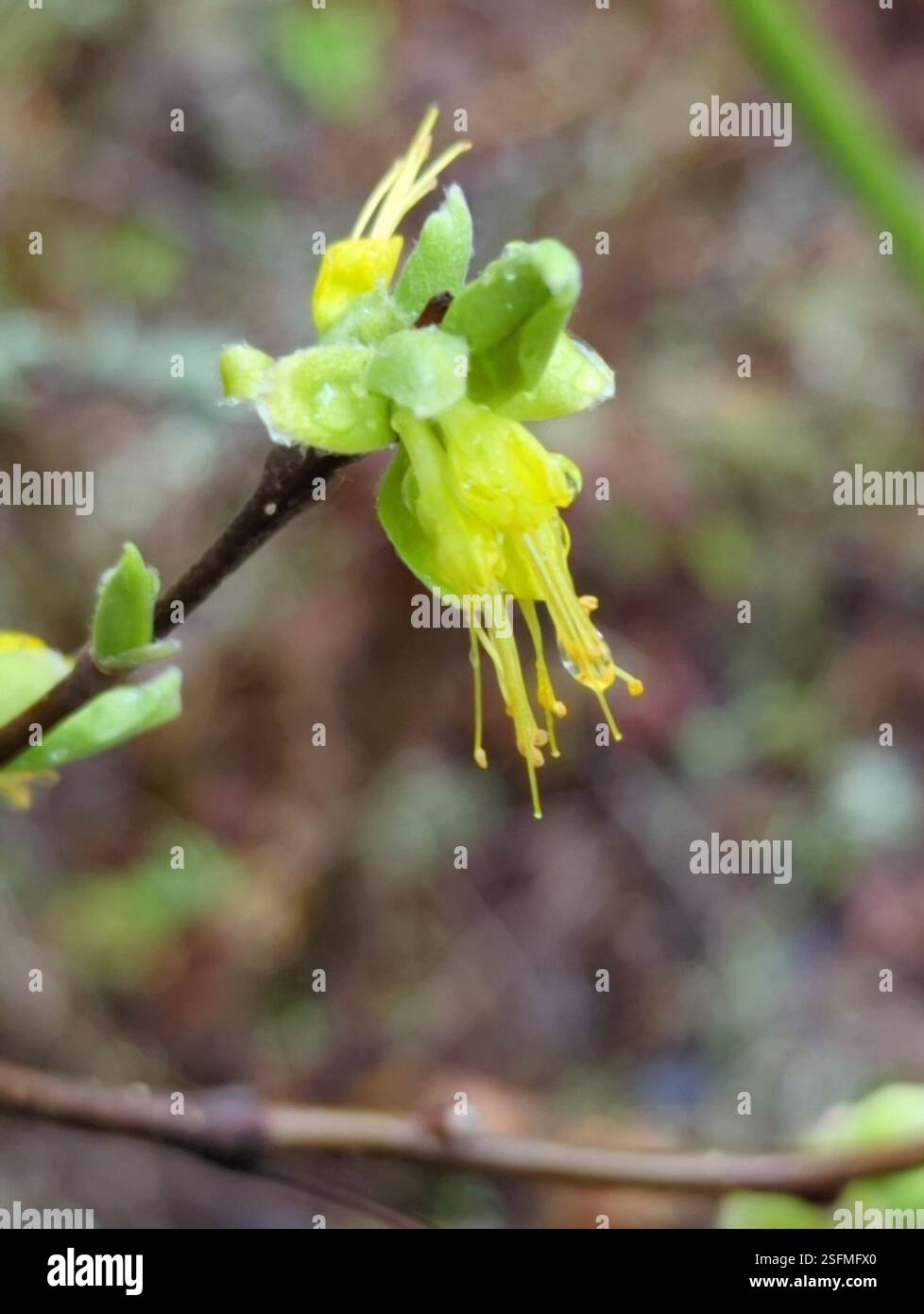 Western Leatherwood (Dirca occidentalis), Plantae, Belmont, CA, USA ...