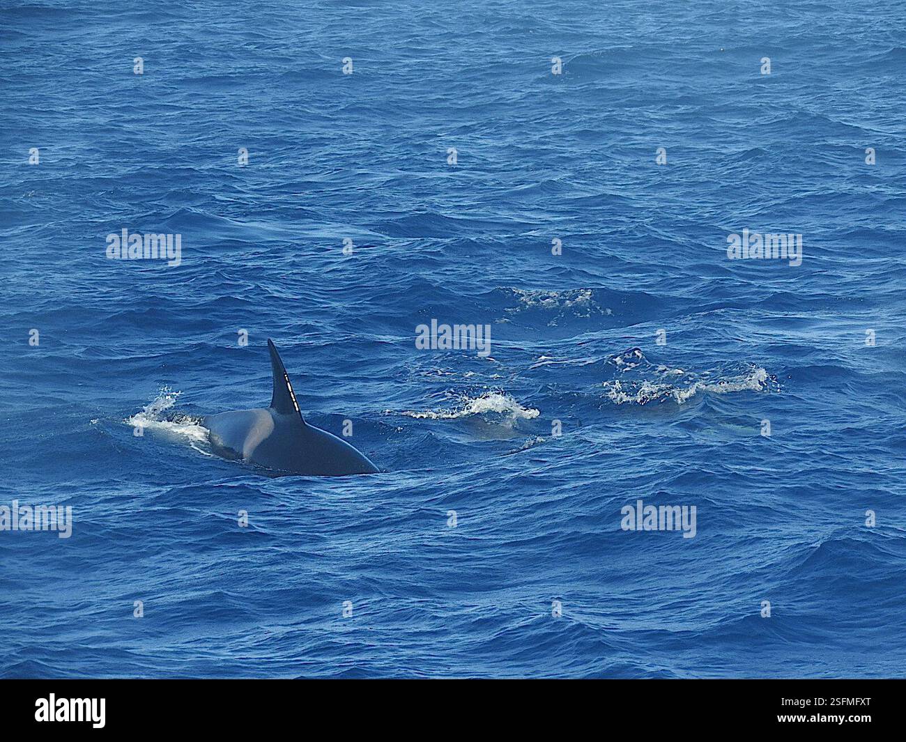 Orca (Orcinus orca), Mammalia, Bremer Bay WA 6338, Australia Stock ...