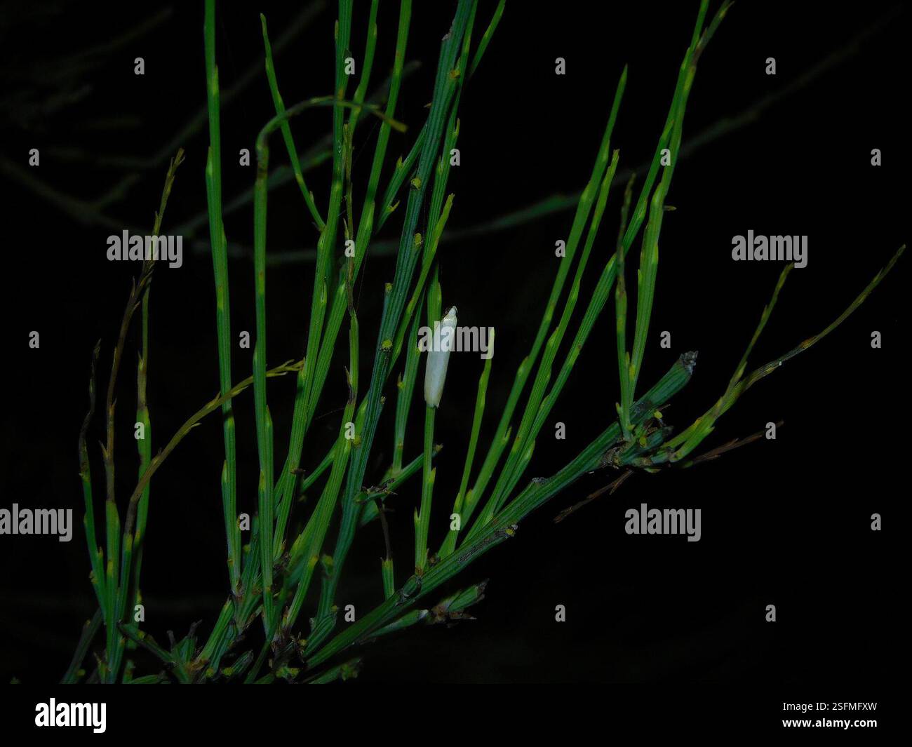 (Eochrois callianassa), Insecta, Hobart TAS, Australia Stock Photo - Alamy