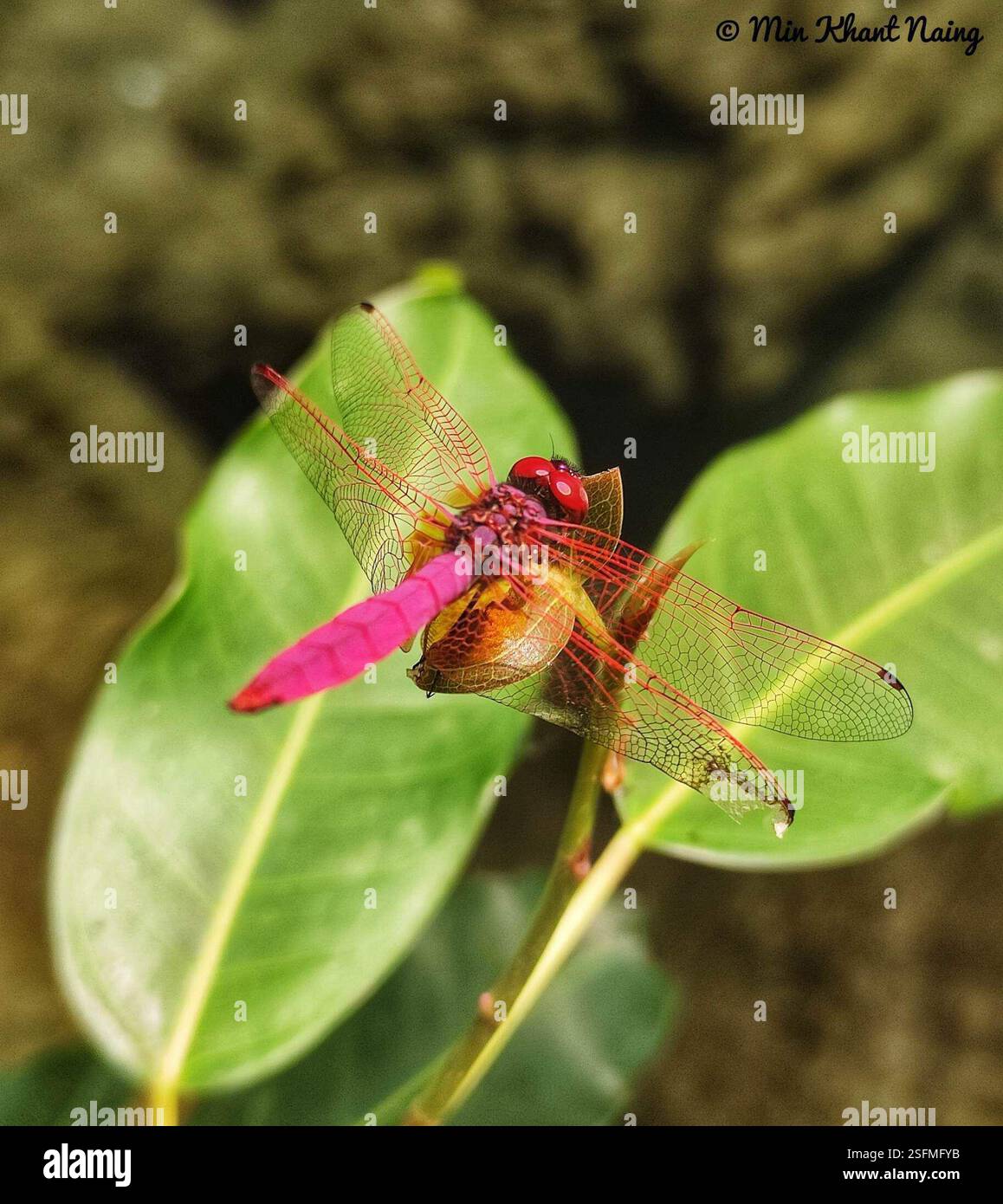 Crimson Marsh Glider (Trithemis aurora), Insecta, Hpa-An Stock Photo ...