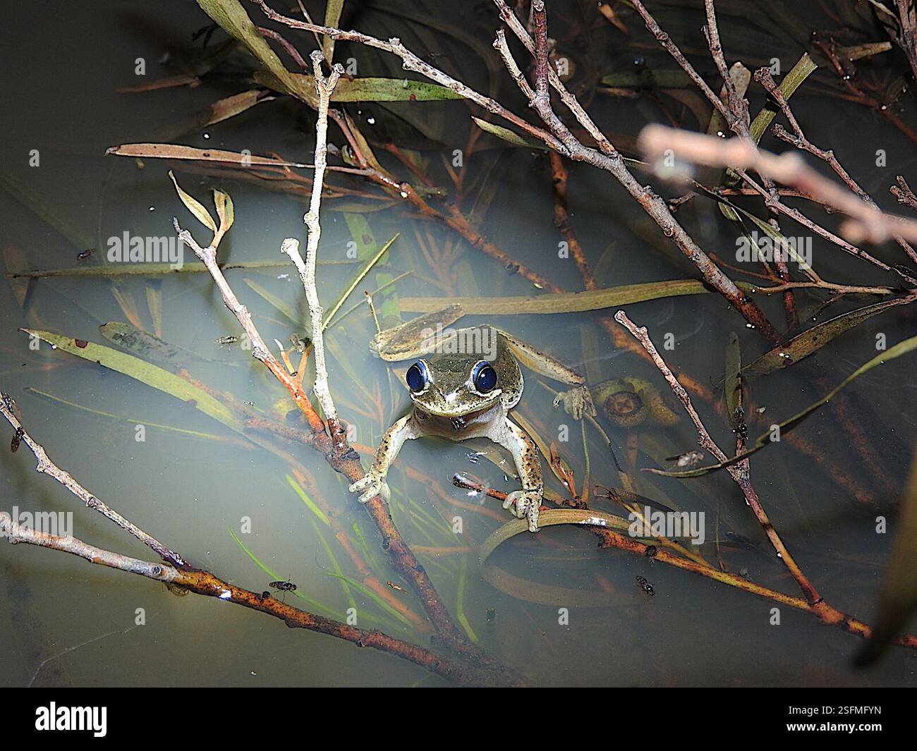 Brown Tree Frog (Litoria ewingii), Amphibia, Hobart TAS, Australia ...