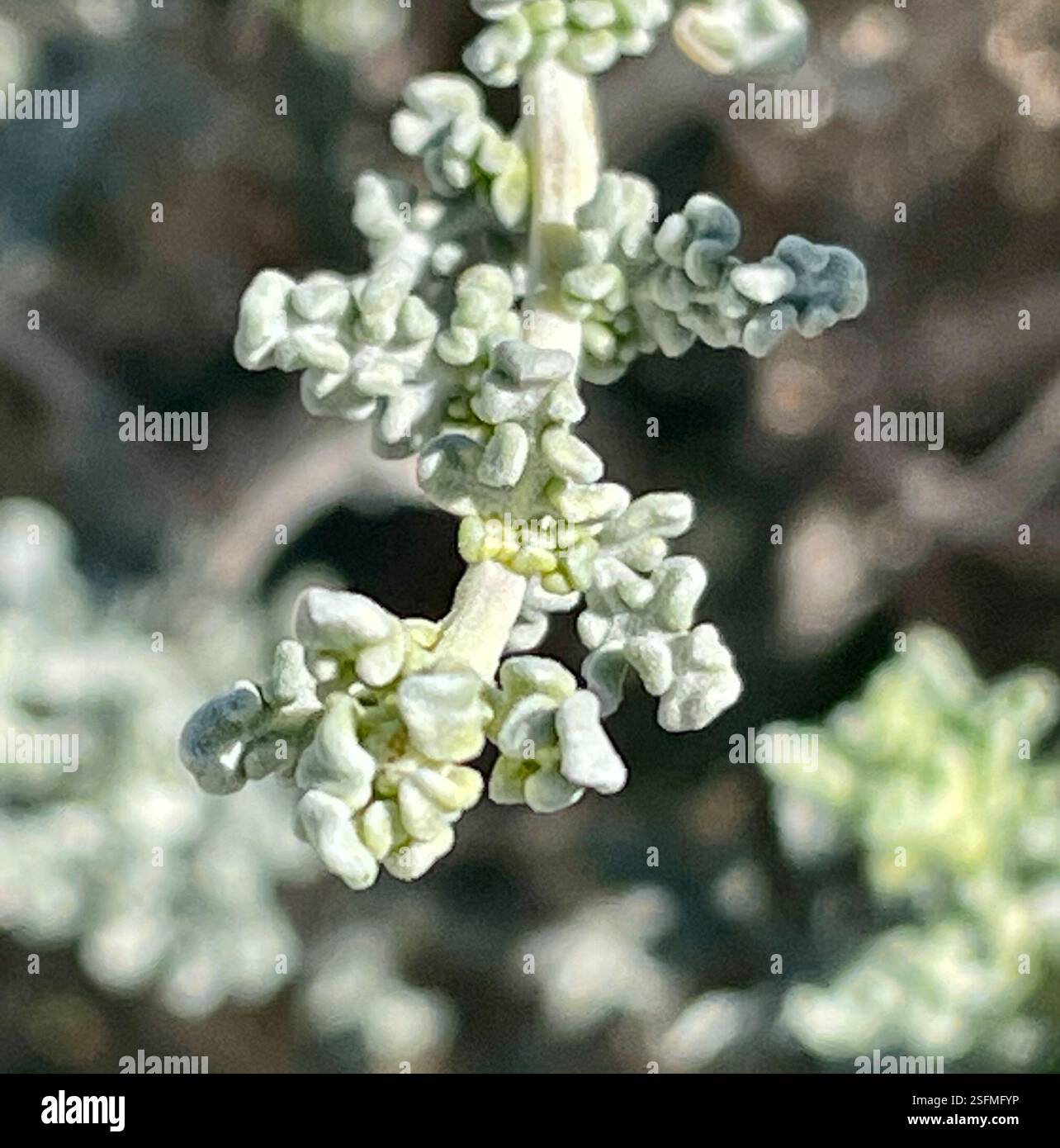 Burrobush (Ambrosia dumosa), Plantae, Anza-Borrego Desert State Park ...