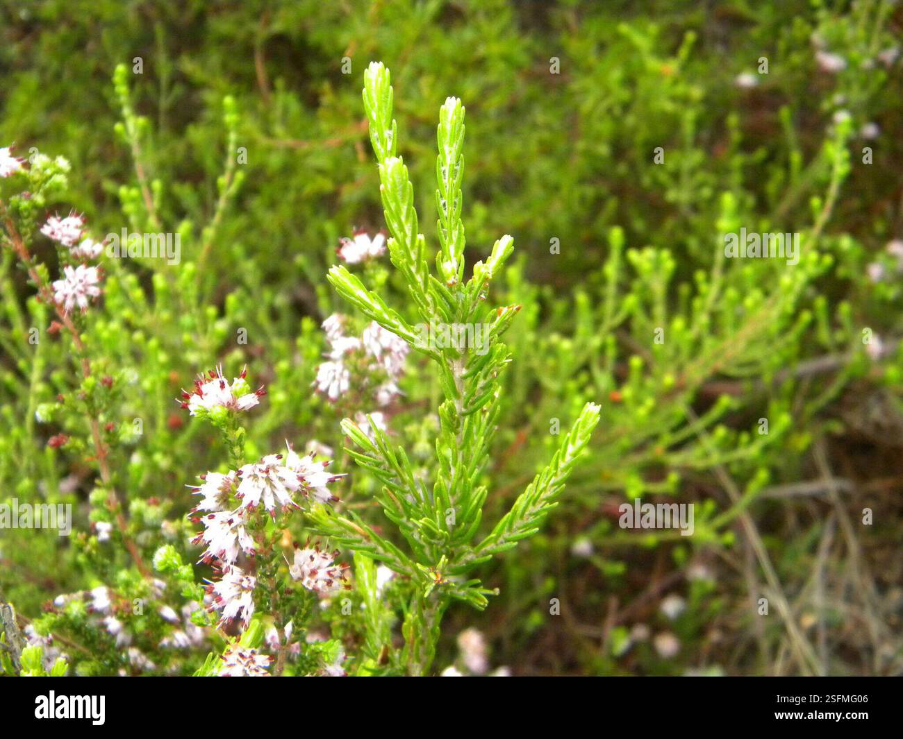 Heathlike Heath (Erica ericoides), Plantae, Kleinmond, 7195, South ...