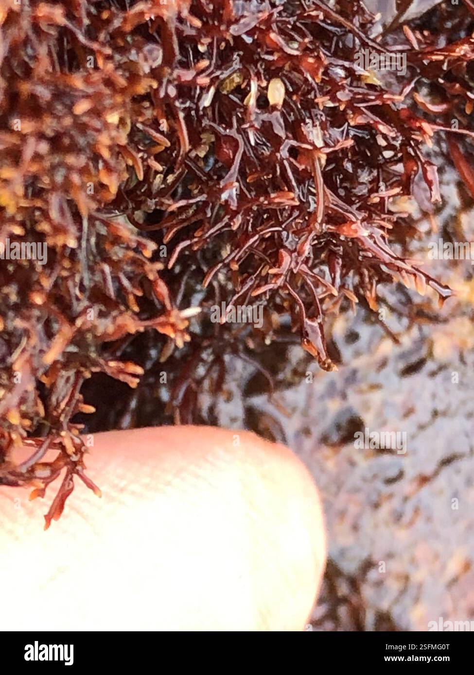 Florideophycean algae (Florideophyceae), Plantae, North Pacific Ocean ...