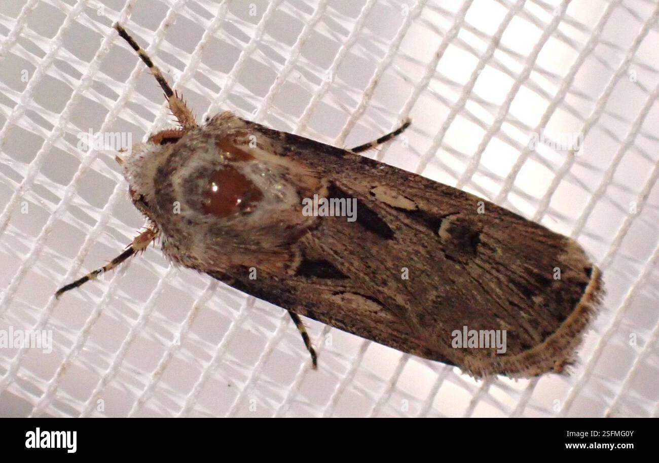 Gregson's Dart (Agrotis spinifera), Insecta, Santo Antão, Cape Verde ...