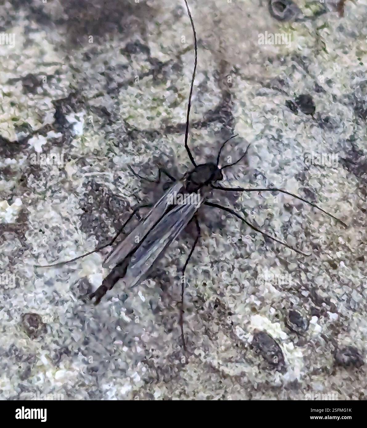 Non-biting Midges (Chironomidae), Insecta, Bowen Island, BC, Canada ...