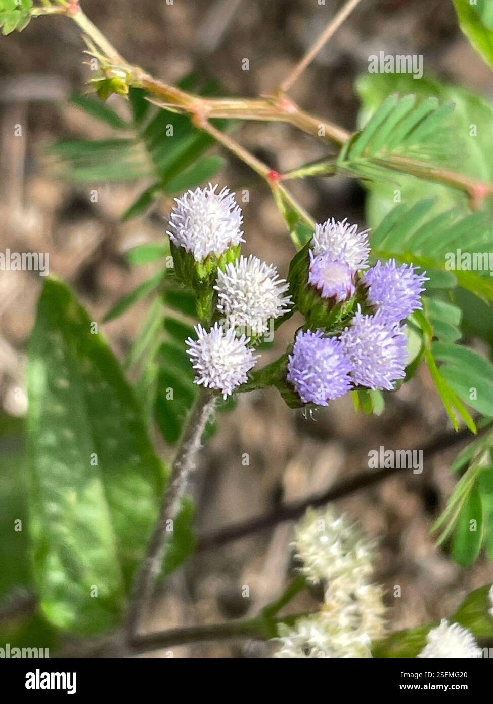 billygoat weed (Ageratum conyzoides), Plantae, Santo Antão, Cape Verde ...