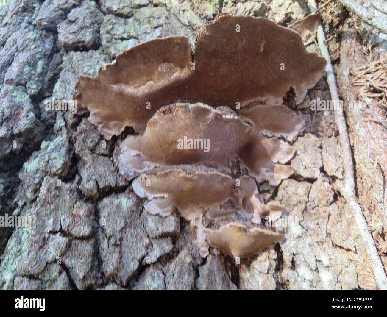 southern live oak (Quercus virginiana), Plantae, Windsor Forest ...