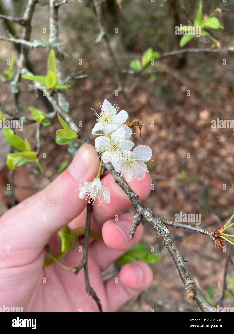 plums, cherries, and allies (Prunus), Plantae, Boulware Springs Park ...