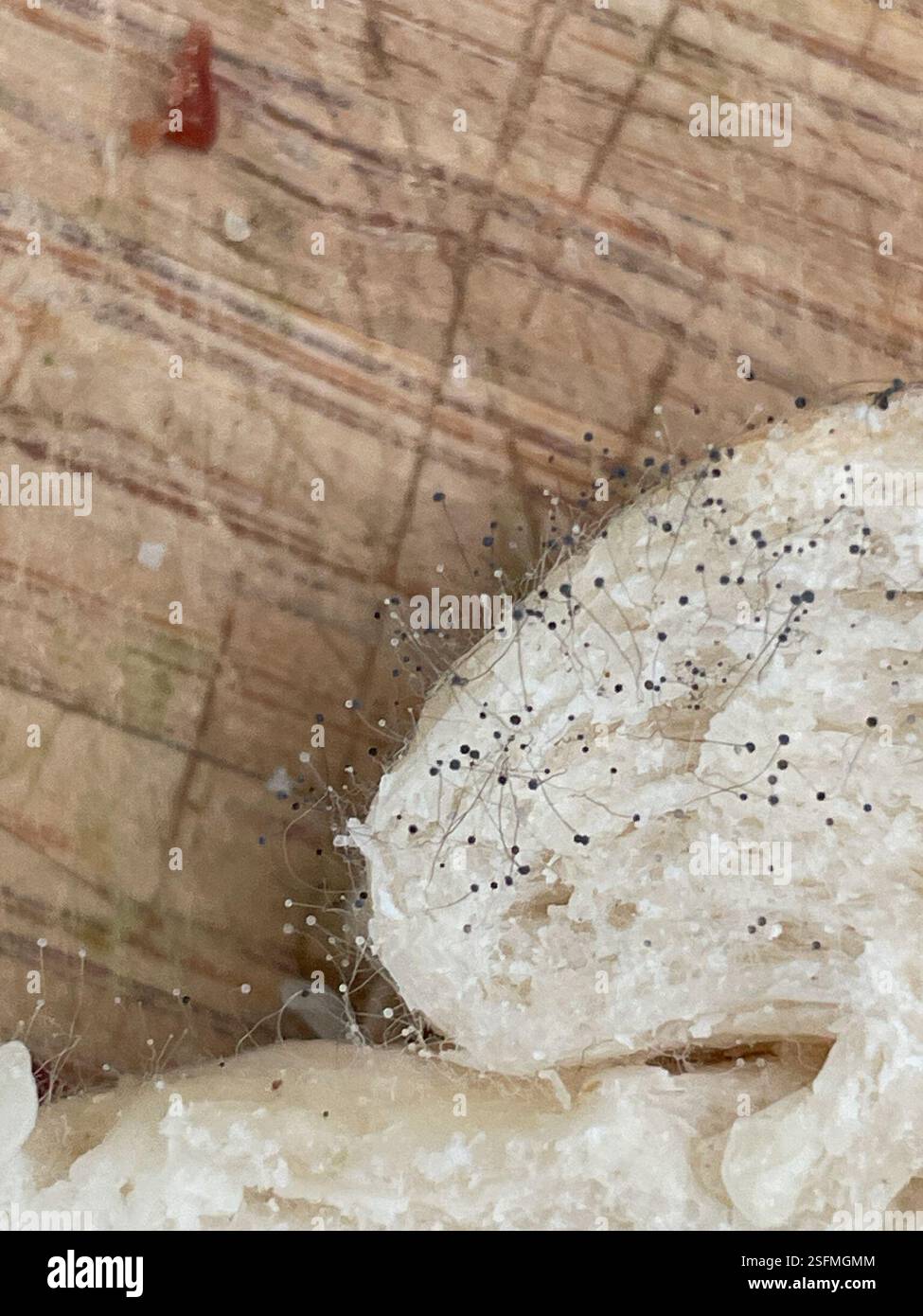 Black Bread Mold (Rhizopus stolonifer), Fungi, Woodside Ave, Frankston ...