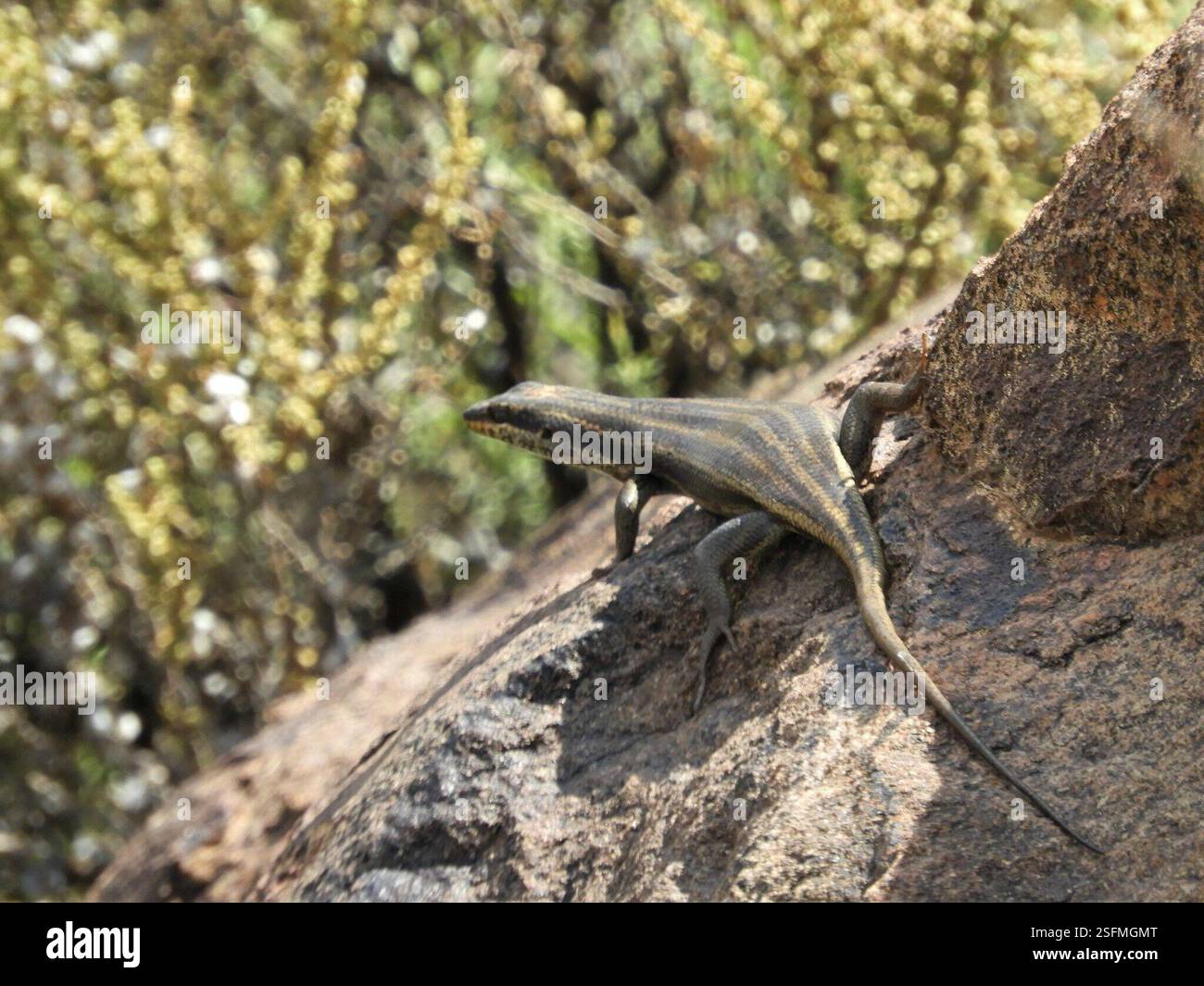 Western Rock Skink (Trachylepis sulcata), Reptilia, Ubuntu Local ...