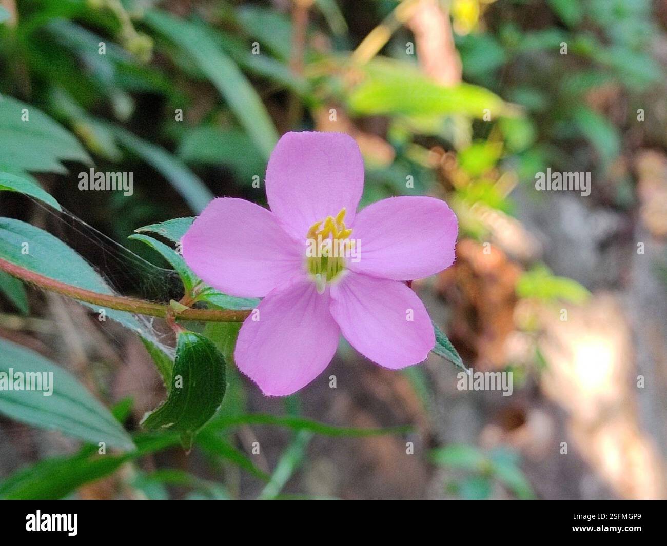 Eight Stamen Osbeckia (Osbeckia octandra), Plantae, 8RC5+RPH ...
