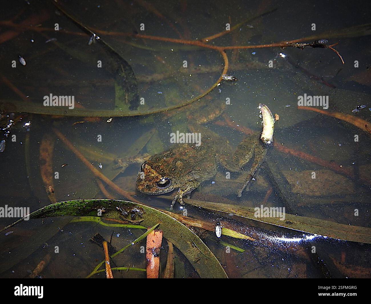 Common Eastern Froglet (Crinia signifera), Amphibia, Hobart TAS ...