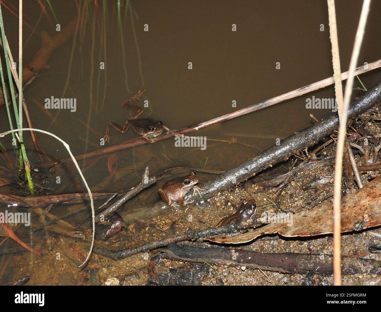 Brown Tree Frog (Litoria ewingii), Amphibia, Hobart TAS, Australia ...