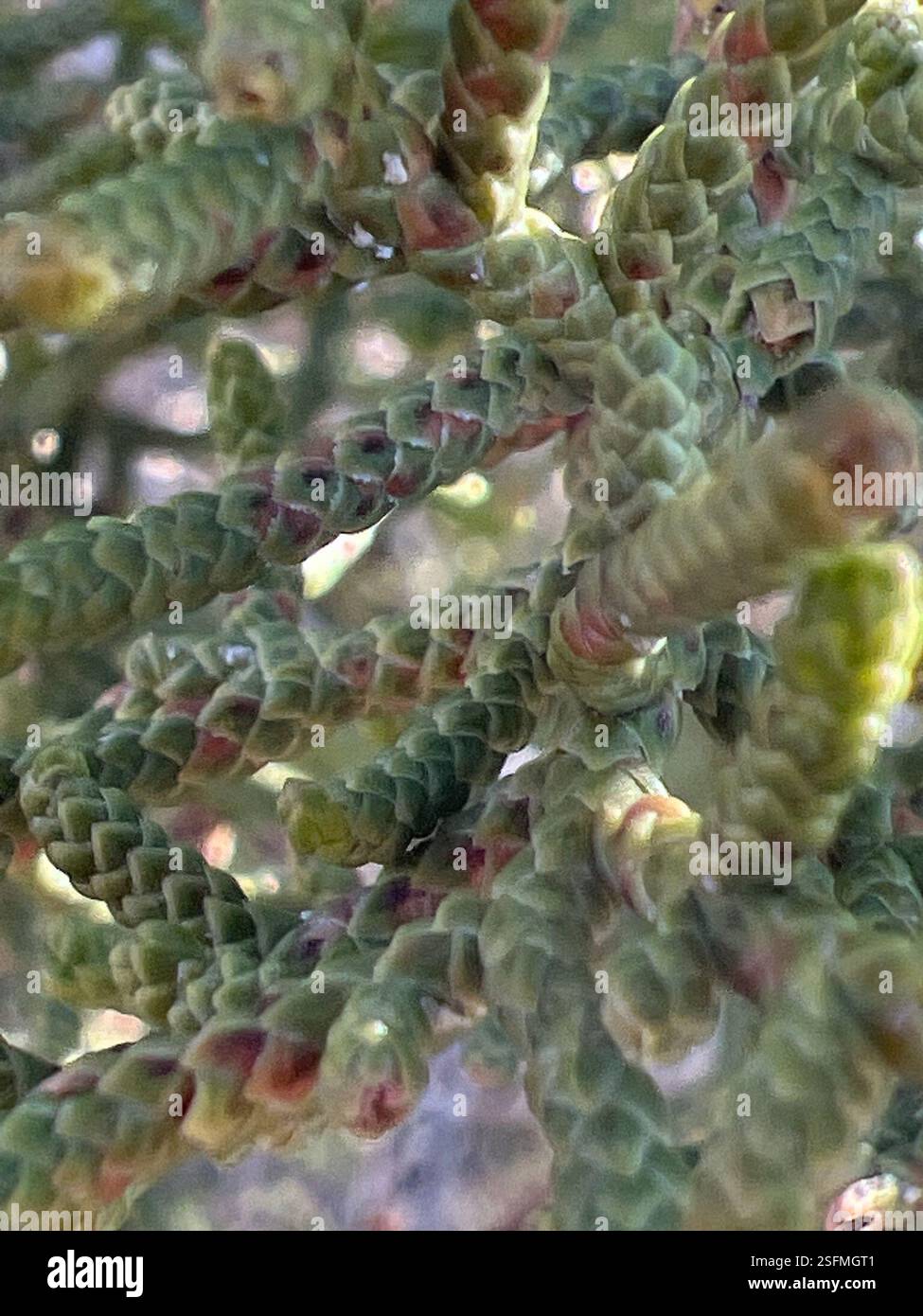 California juniper (Juniperus californica), Plantae, Anza-Borrego ...