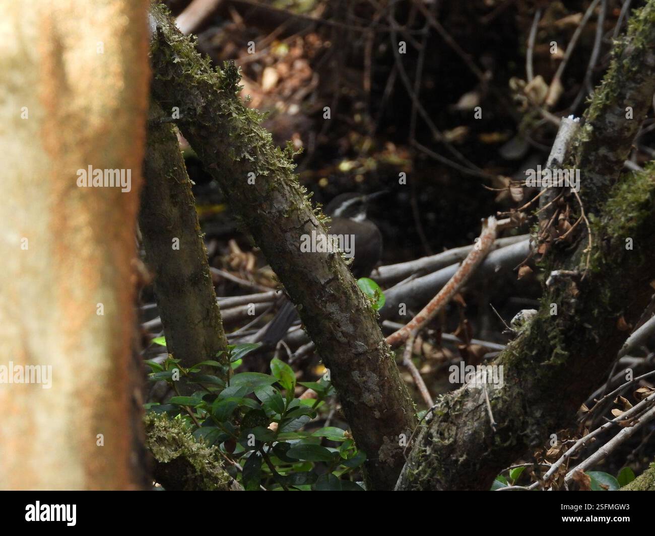 Dark-bellied Cinclodes (Cinclodes patagonicus), Aves, Parque Nacional ...
