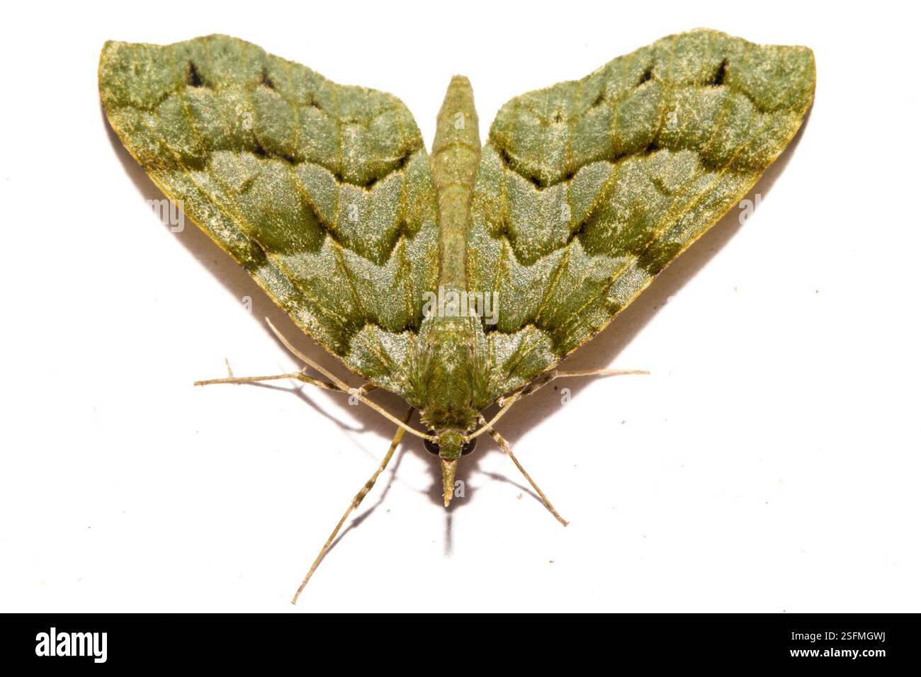 Tutu Green Spindle (Tatosoma lestevata), Insecta, Southland District ...