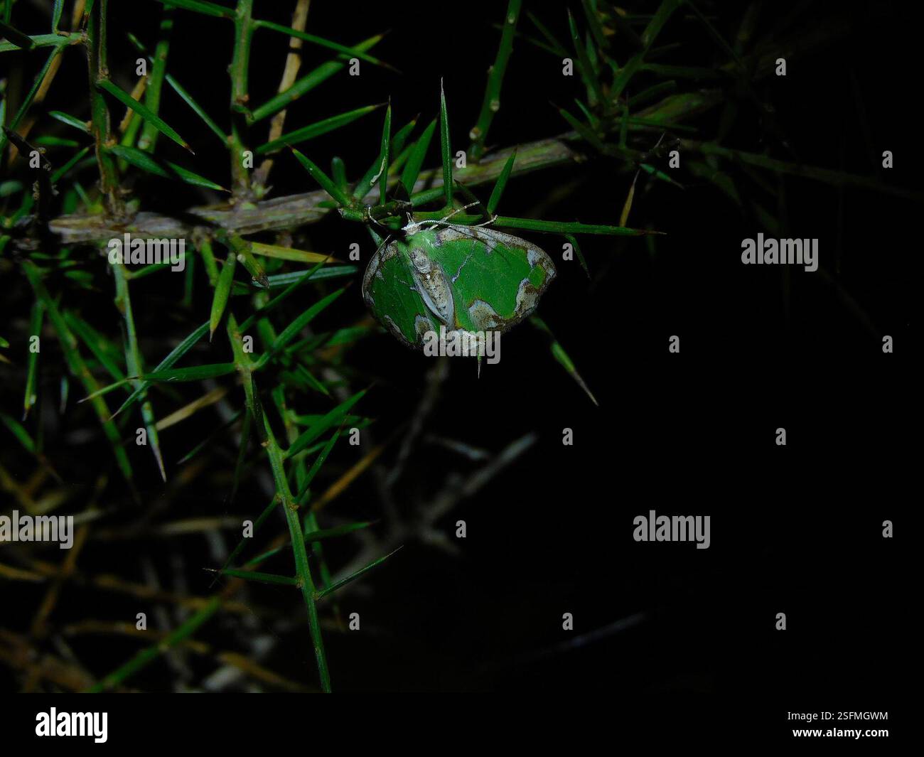 Lacy Emerald (Eucyclodes insperata), Insecta, Hobart TAS, Australia ...