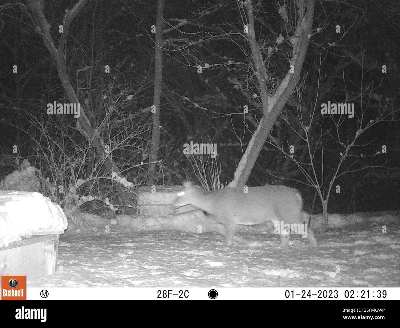 White-tailed Deer (Odocoileus virginianus), Mammalia, Woodstock, VT ...