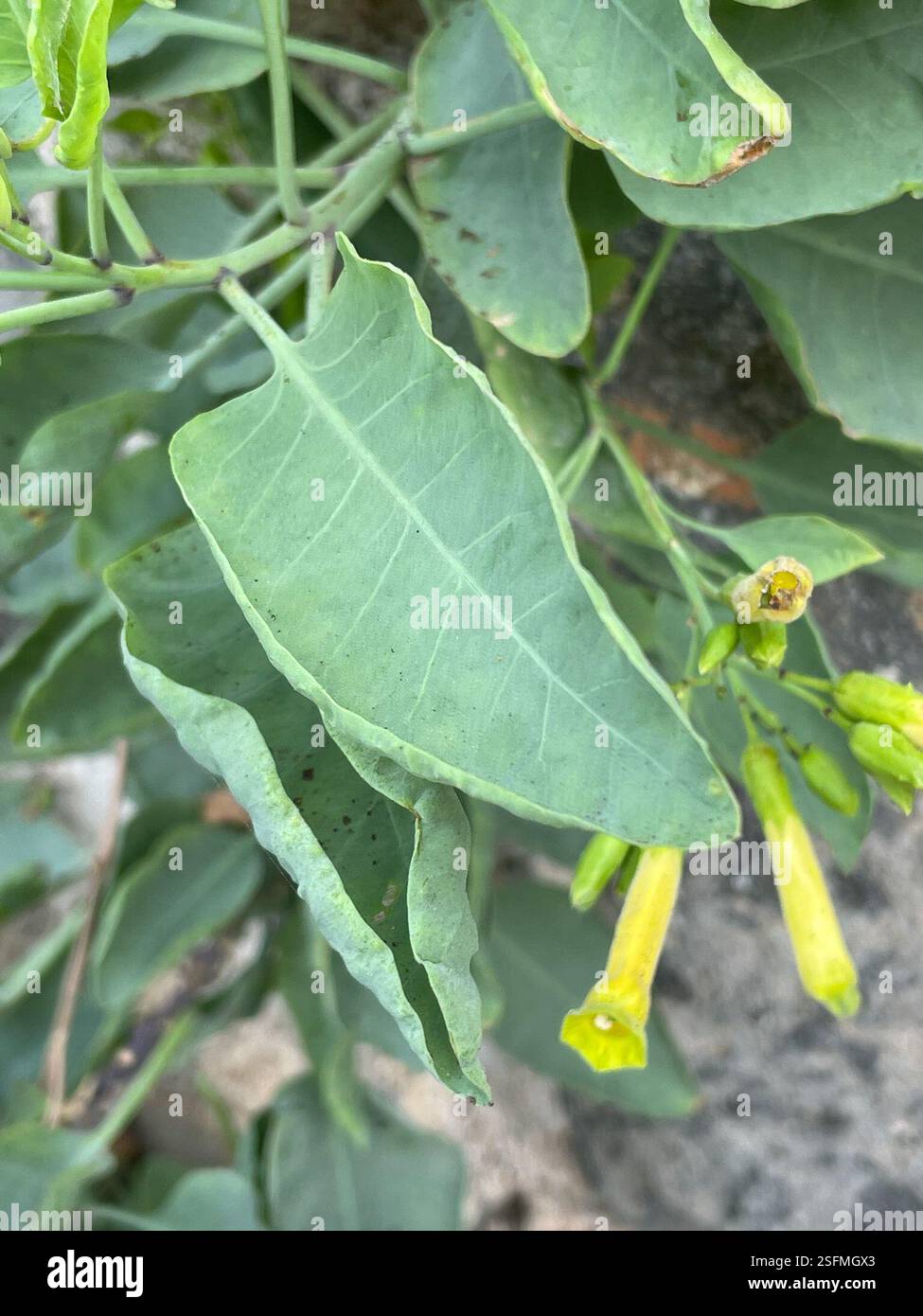 tree tobacco (Nicotiana glauca), Plantae, Santo Antão, Cape Verde, CV ...