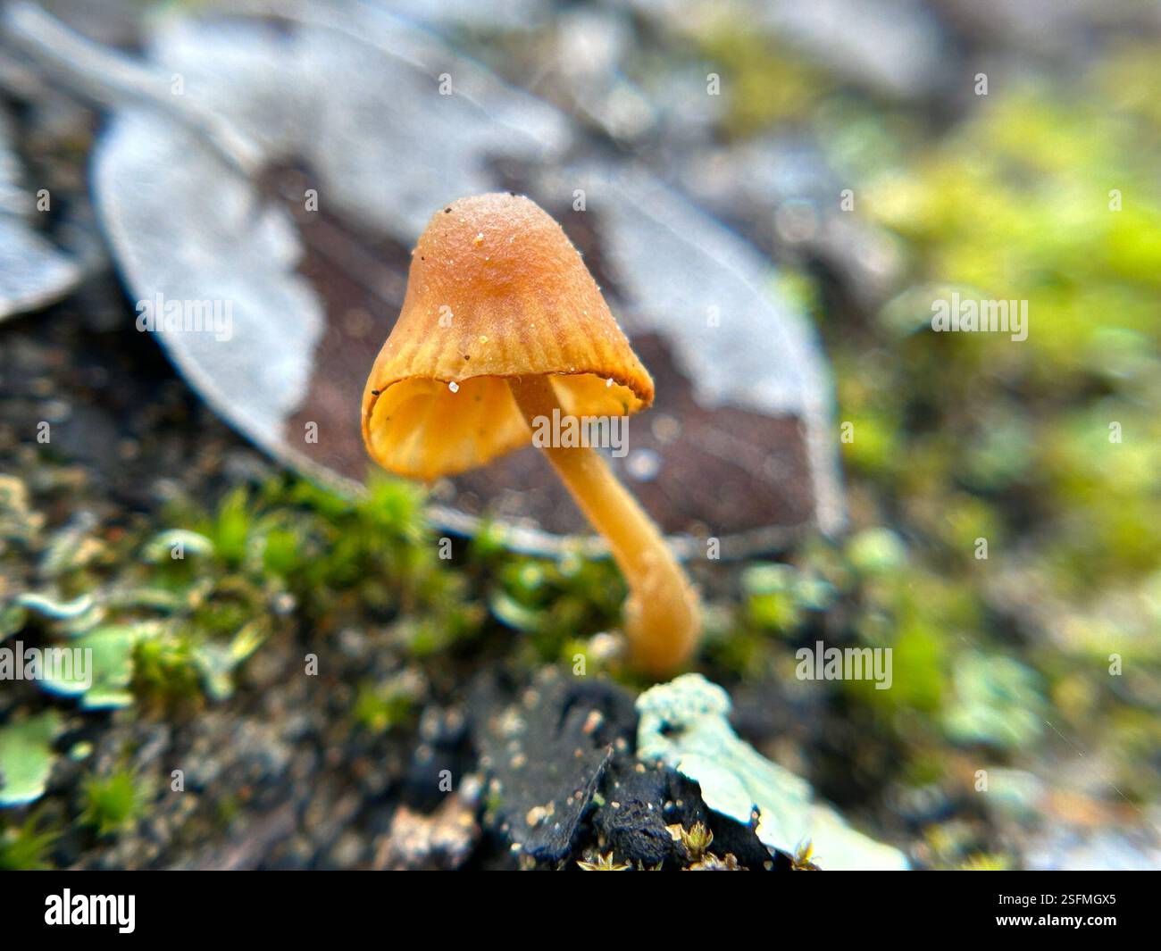 Moss Bells (Galerina), Fungi, Montaña de Oro State Park, Los Osos, CA ...
