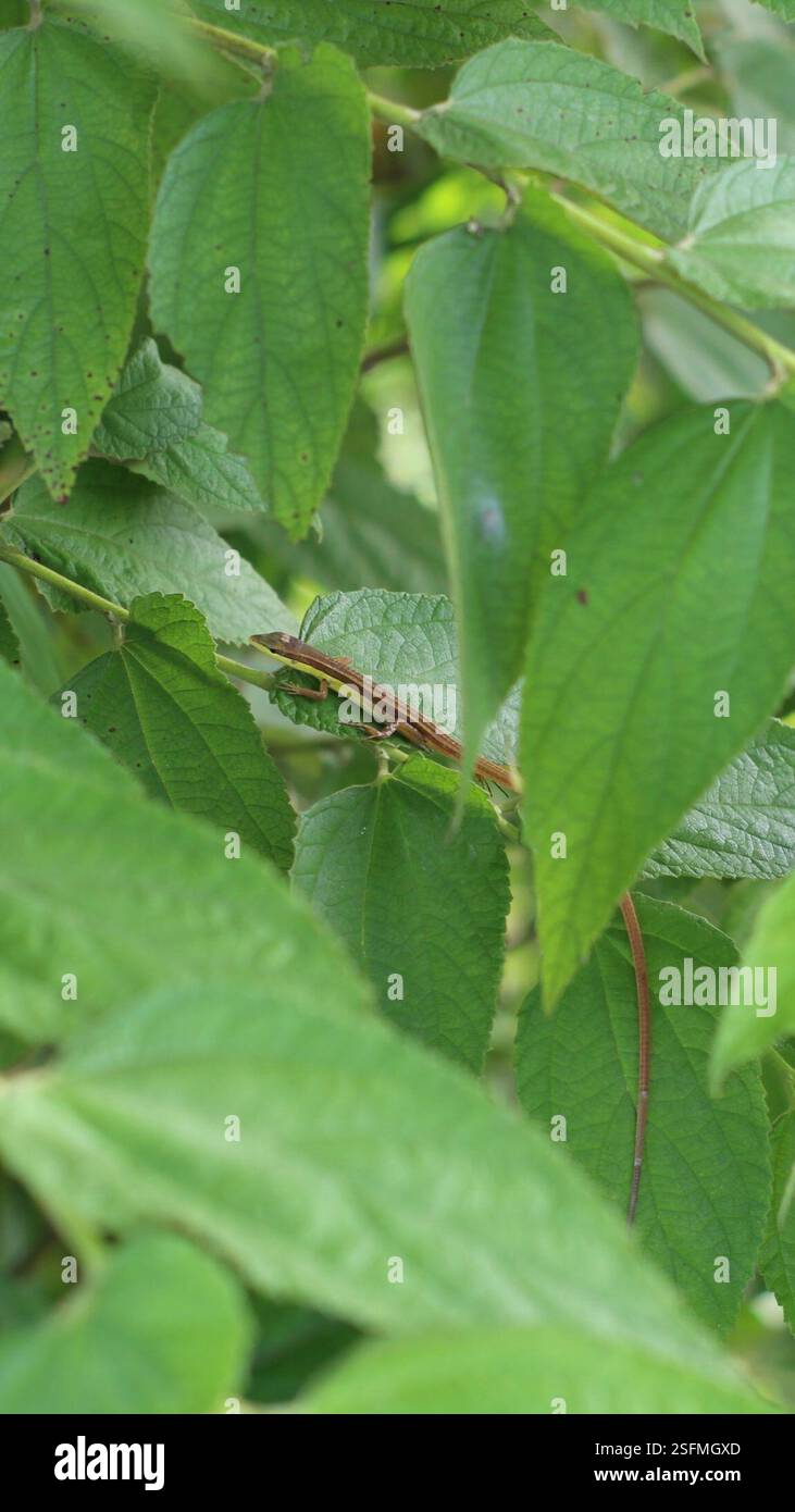 Oriental Long-tailed Grass Lizard (Takydromus sexlineatus), Reptilia ...
